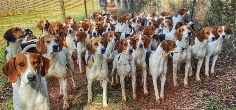 About Keswick Hunt Club in Central Virginia | Est. 1896